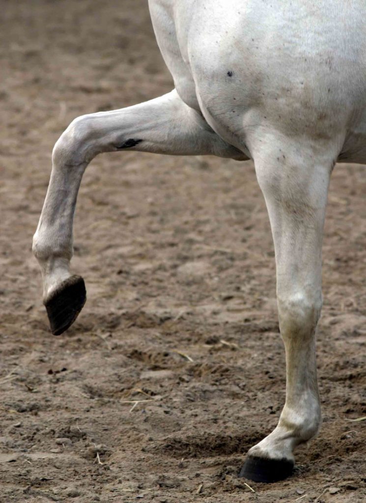 w_Pferdebeine | Sattelkunde – Fachwissen für Reiter mit Sattelproblemen